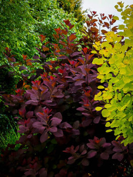 Velvet Cloak Smoke Tree For Sale Online | The Tree Center