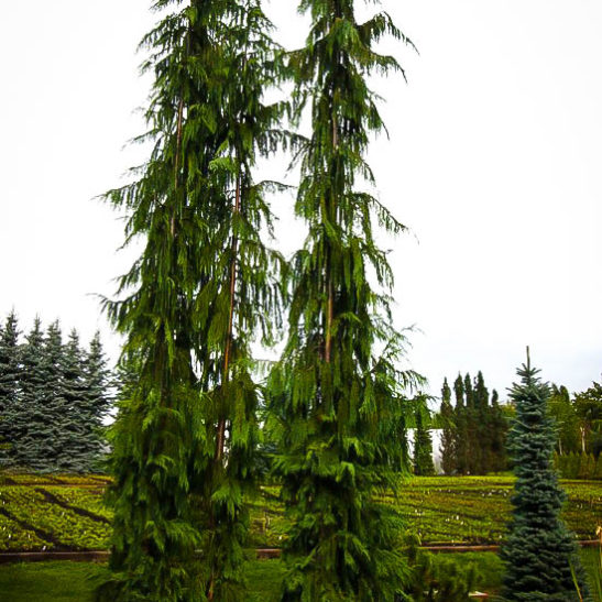 Green Arrow Alaskan Cedar Trees For Sale | The Tree Center™