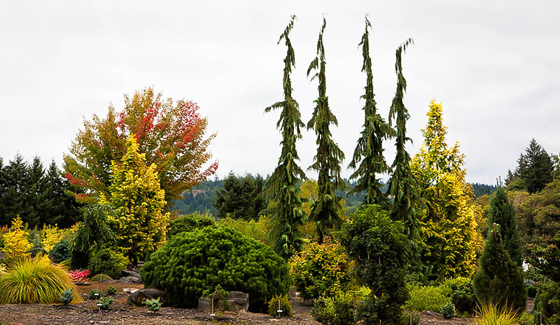 Green Arrow Alaskan Cedar Trees For Sale | The Tree Center™