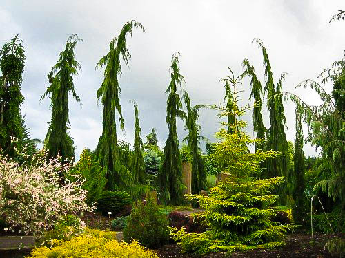 Green Arrow Alaskan Cedar Trees For Sale | The Tree Center™