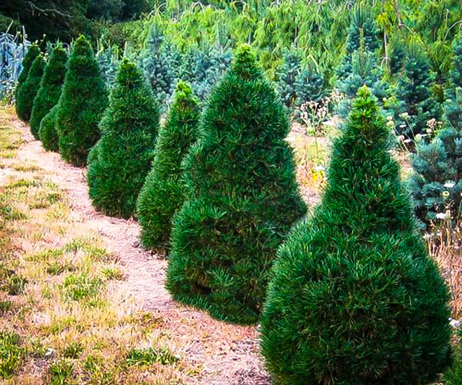 Green Penguin Scots Pine Trees For Sale | The Tree Center™