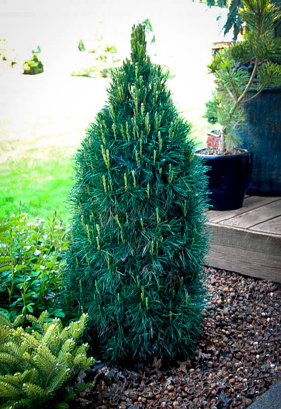 Green Penguin Scots Pine Trees For Sale | The Tree Center™