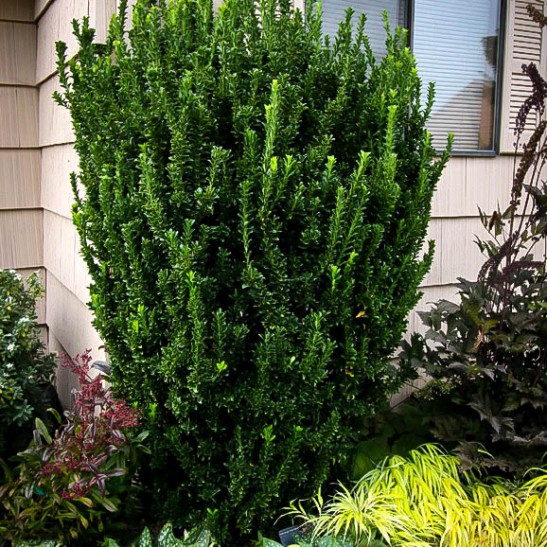 Green Spire Euonymus For Sale Online | The Tree Center