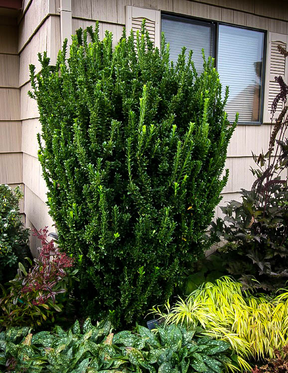 Green Spire Euonymus For Sale Online | The Tree Center
