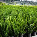 Green Spire Euonymus For Sale Online | The Tree Center
