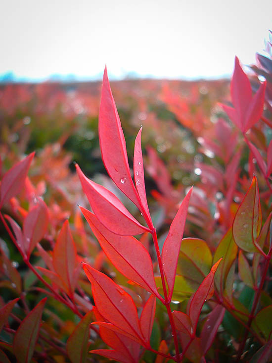Gulf Stream Nandina | The Tree Center™