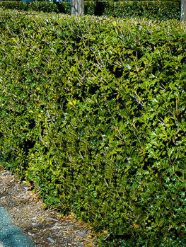 Osmanthus Tea Olive For Sale Online | The Tree Center™