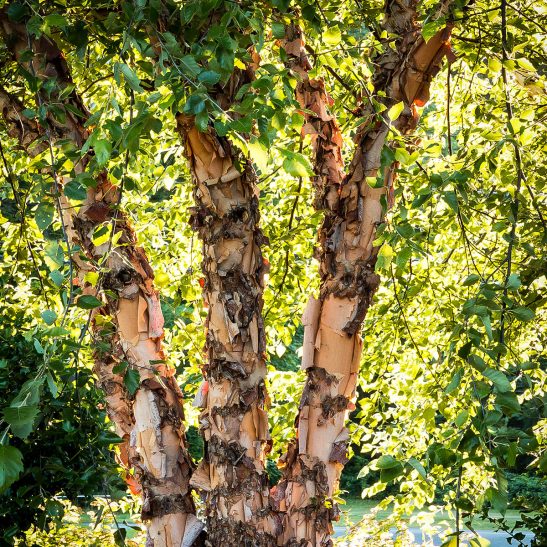 Heritage Birch Clump Trees For Sale | The Tree Center™