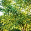 Heritage Birch Clump Trees For Sale | The Tree Center™