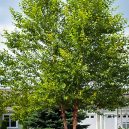 Heritage Birch Clump Trees For Sale | The Tree Center™