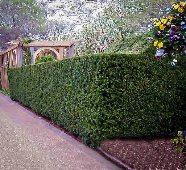 Hicks Yew For Sale Online | The Tree Center™