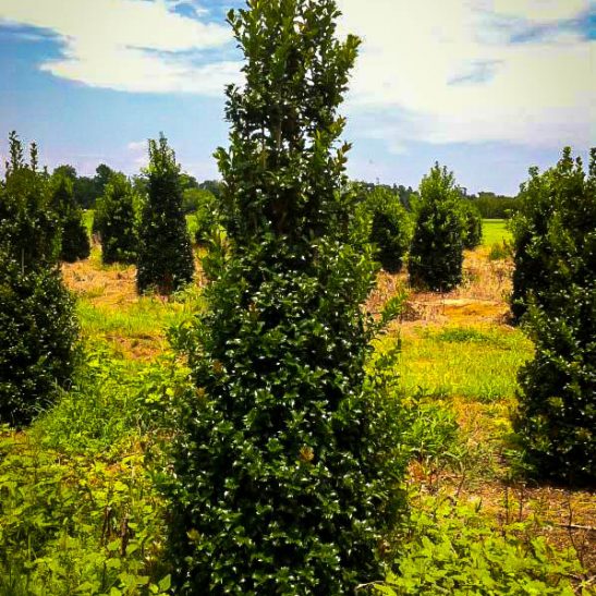 Acadiana™ Red Holly Bushes For Sale | The Tree Center™