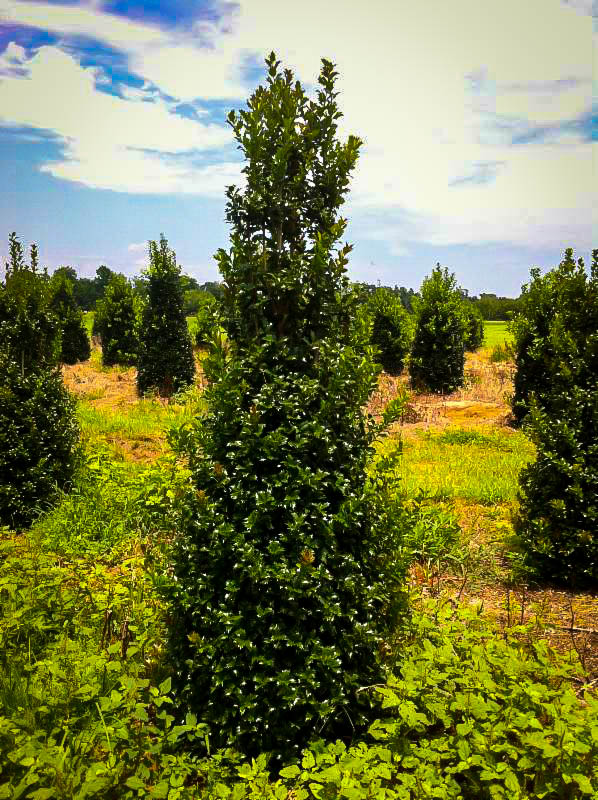 Acadiana™ Red Holly Bushes For Sale | The Tree Center™