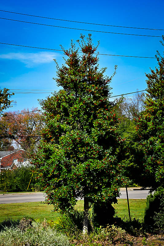 Christmas Jewel® Holly | The Tree Center™