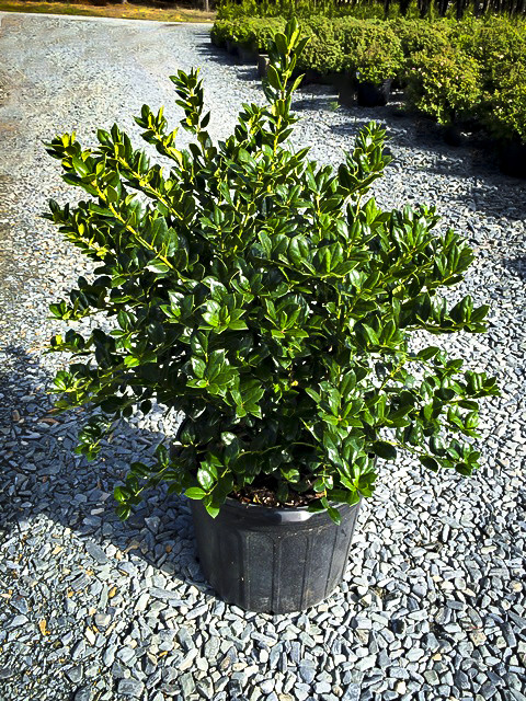 Dwarf Burford Holly Bushes For Sale | The Tree Center™