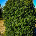 Fine Line Holly Bushes For Sale | The Tree Center™