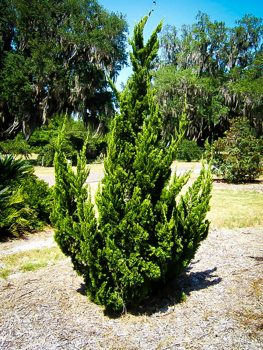 Hollywood Juniper For Sale | The Tree Center™