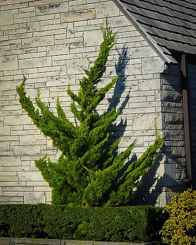 Hollywood Juniper For Sale | The Tree Center™