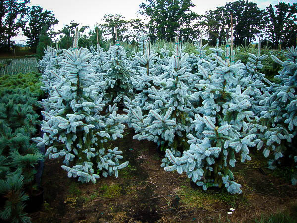 Hoopsii Blue Spruce Trees For Sale | The Tree Center™