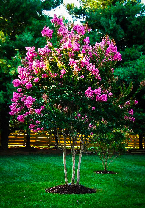 Hopi Crape Myrtle | The Tree Center™