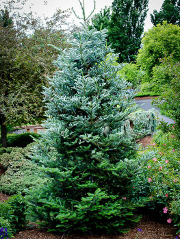 Blue Spanish Fir Trees For Sale Online | The Tree Center™