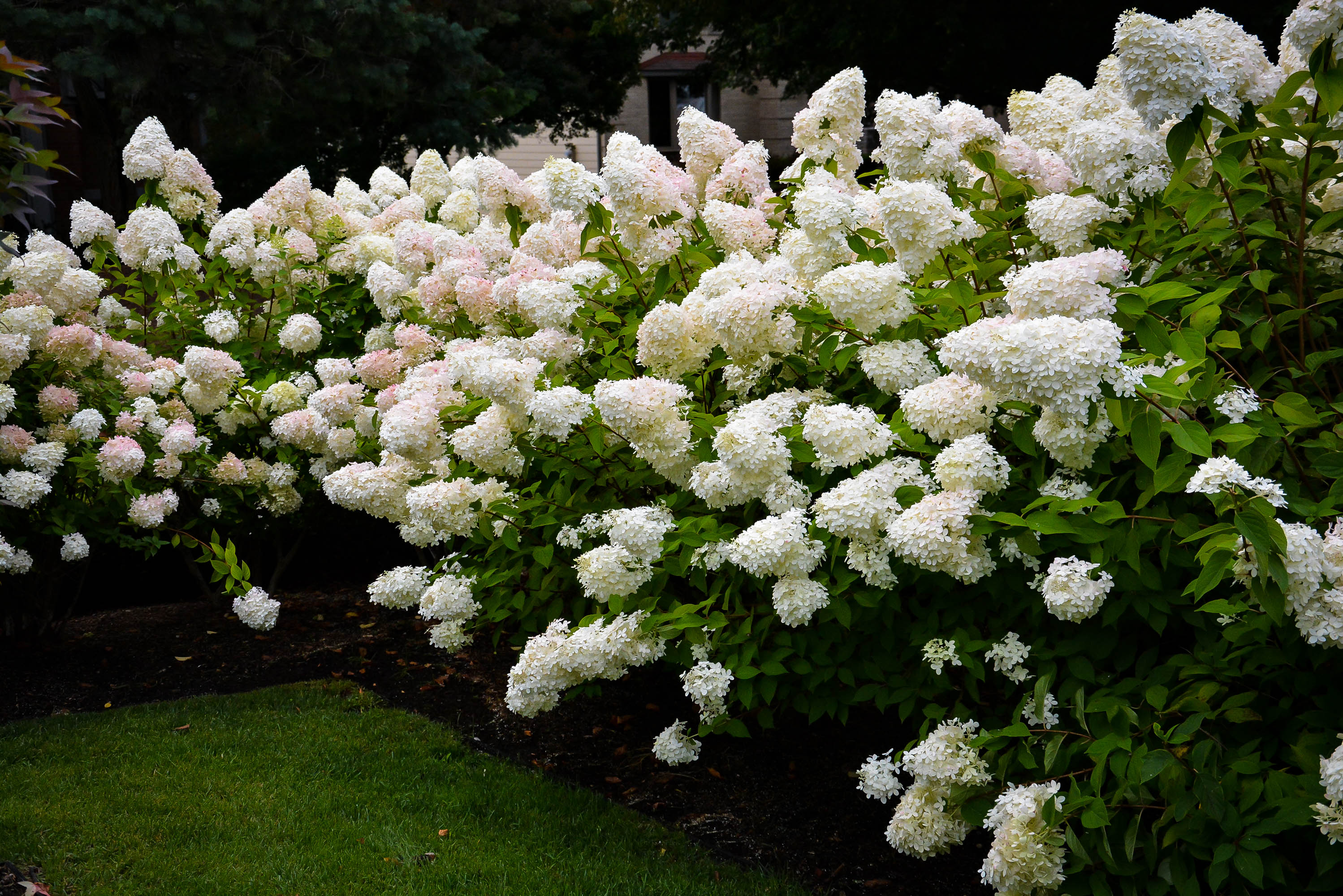 Bombshell Hydrangeas For Sale Online | The Tree Center™