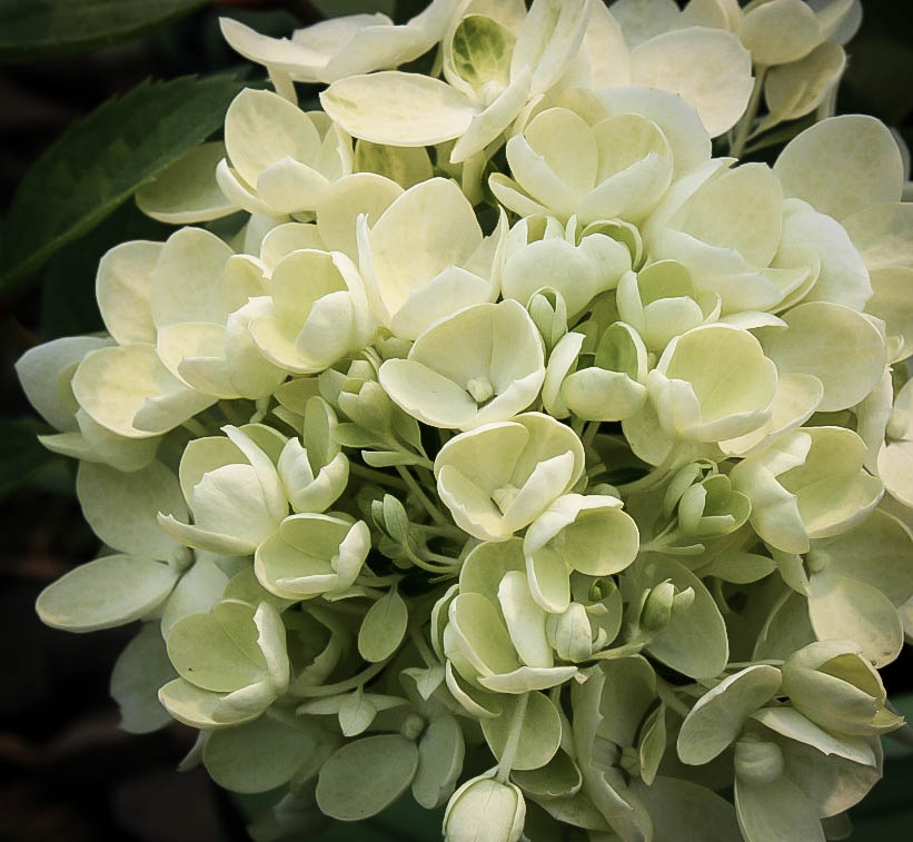 Bombshell Hydrangeas For Sale Online | The Tree Center™