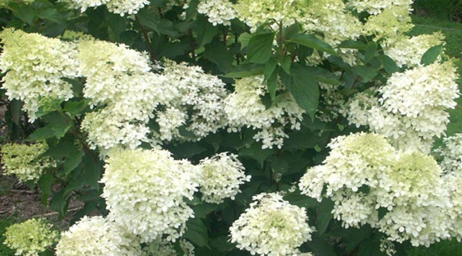 The Tree Center Blog | The Tree Center™