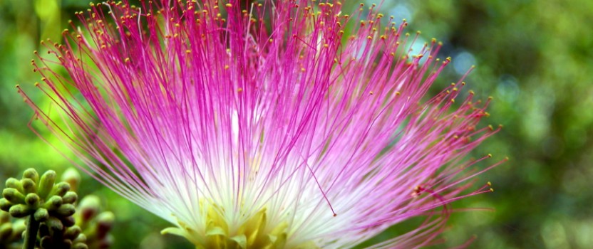 The Mimosa Tree Complete Guide | The Tree Center™ The Mimosa Tree Complete Guide | The Tree Center™