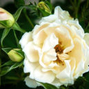 Icecap Rose | The Tree Center™