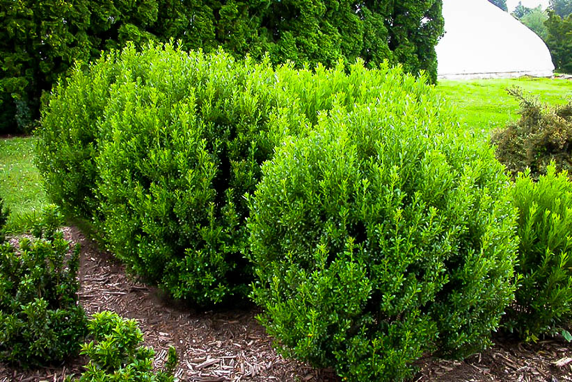 Compact Inkberry Holly For Sale Online The Tree Center compact-inkberry-holly-for-sale-online-the-tree-center