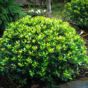 Compact Inkberry Holly For Sale Online | The Tree Center™