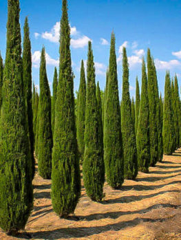 Buy Cypress Trees Online | The Tree Center™