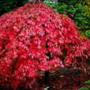 Orangeola Japanese Maple For Sale | The Tree Center™