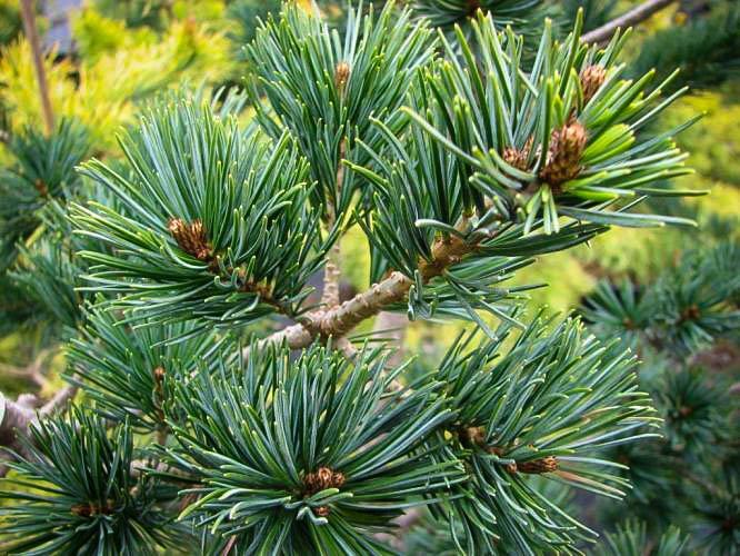 Japanese White Pine | The Tree Center™