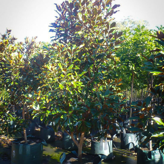 Kay Parris Magnolia Trees For Sale Online | The Tree Center™