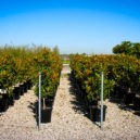 Kay Parris Magnolia Trees For Sale Online | The Tree Center™