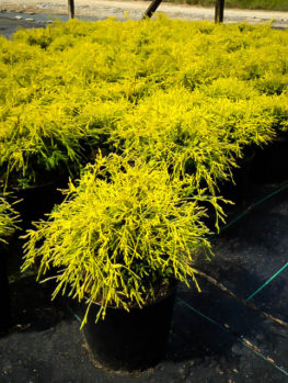 Buy Cypress Trees Online | The Tree Center™