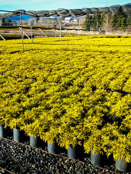 Buy Cypress Trees Online | The Tree Center™
