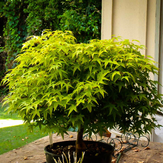 Kiyohime Japanese Maple For Sale Online | The Tree Center