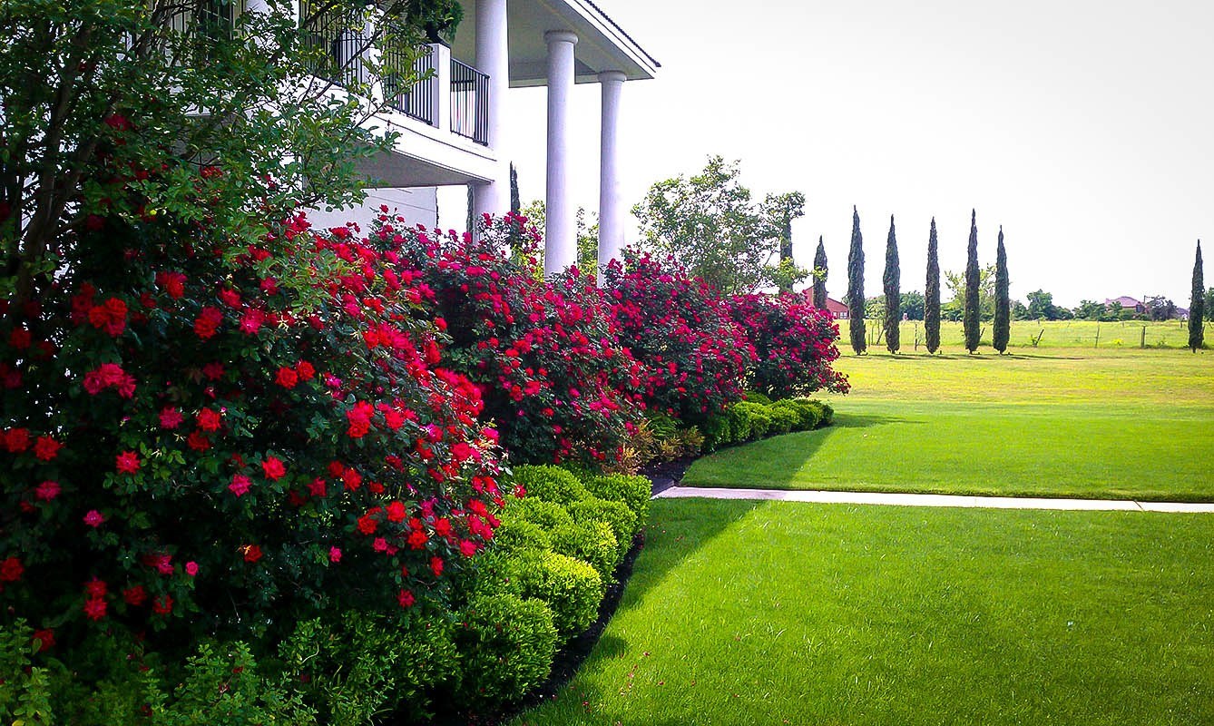 Double Knockout Roses The Most Popular Rose The Tree Center 