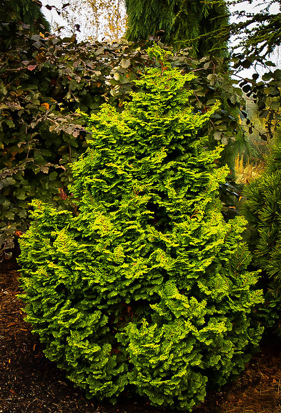 Koster's Hinoki Cypress Trees For Sale Online | The Tree Center™