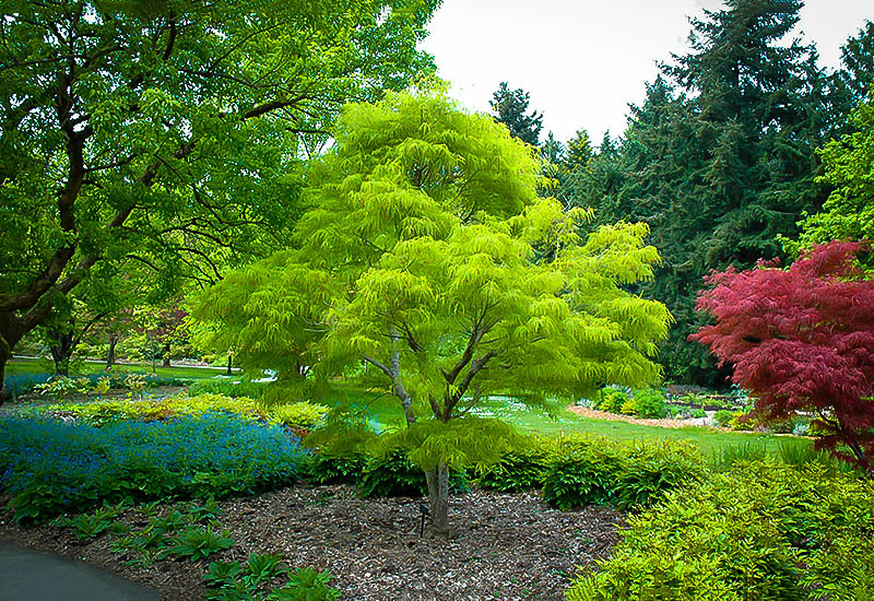 Koto Ito Komachi Japanese Maple Trees For Sale | The Tree Center™