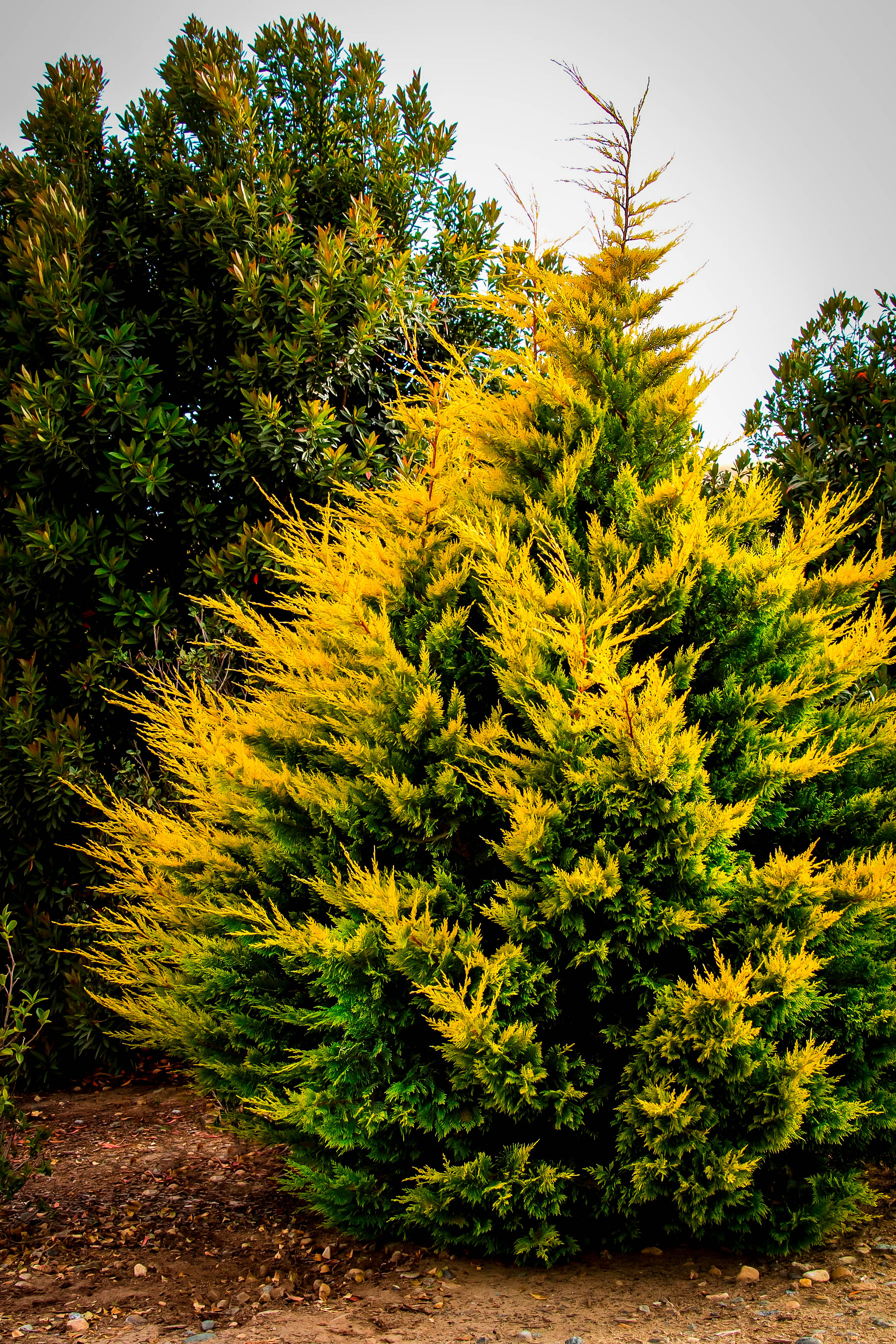 Gold Rider Leyland Cypress Trees For Sale The Tree Center Gold Rider Leyland Cypress Trees For Sale The Tree Center