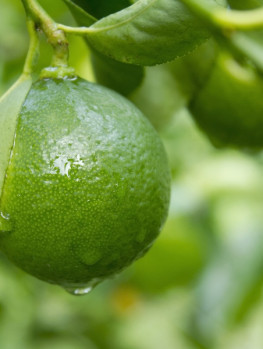 Variegated Pink Lemon Tree For Sale Online | The Tree Center