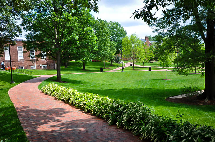 Itea Little Henry | The Tree Center™