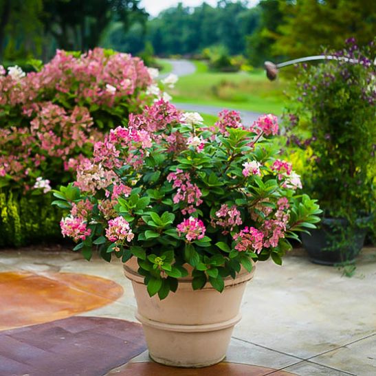 Little Quick Fire Hydrangea For Sale Online | The Tree Center™