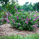 Lo & Behold Pink Micro Chip Butterfly Bush | The Tree Center™