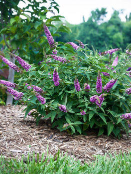 Butterfly Bushes | Buy Butterfly Bush Online | The Tree Center