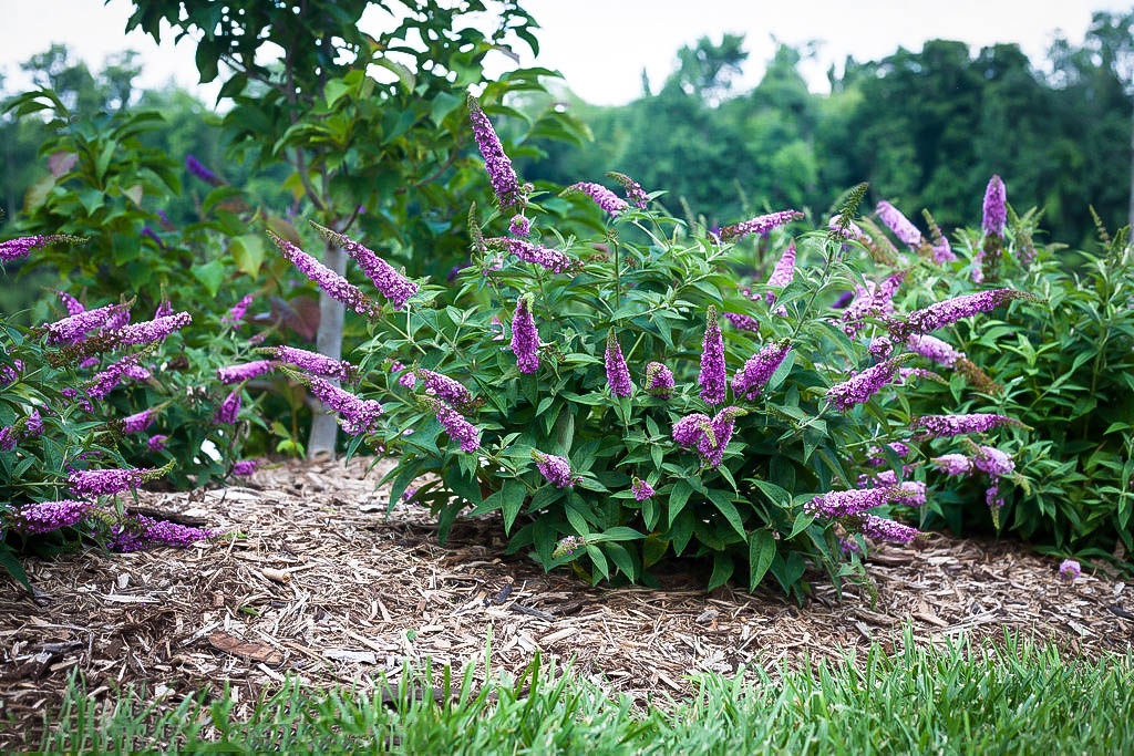 Lo & Behold Pink Micro Chip Butterfly Bush | The Tree Center™